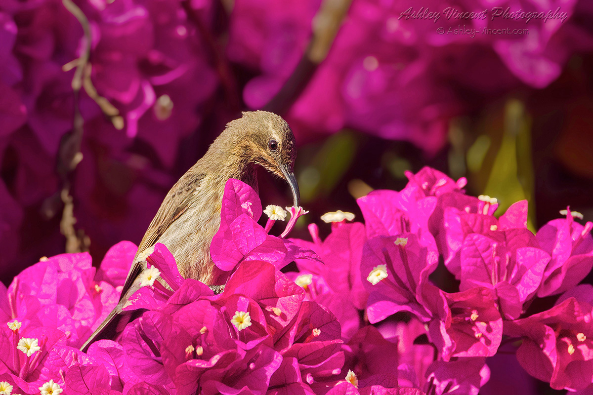 Shocking Pink Nectar - Ashley Vincent