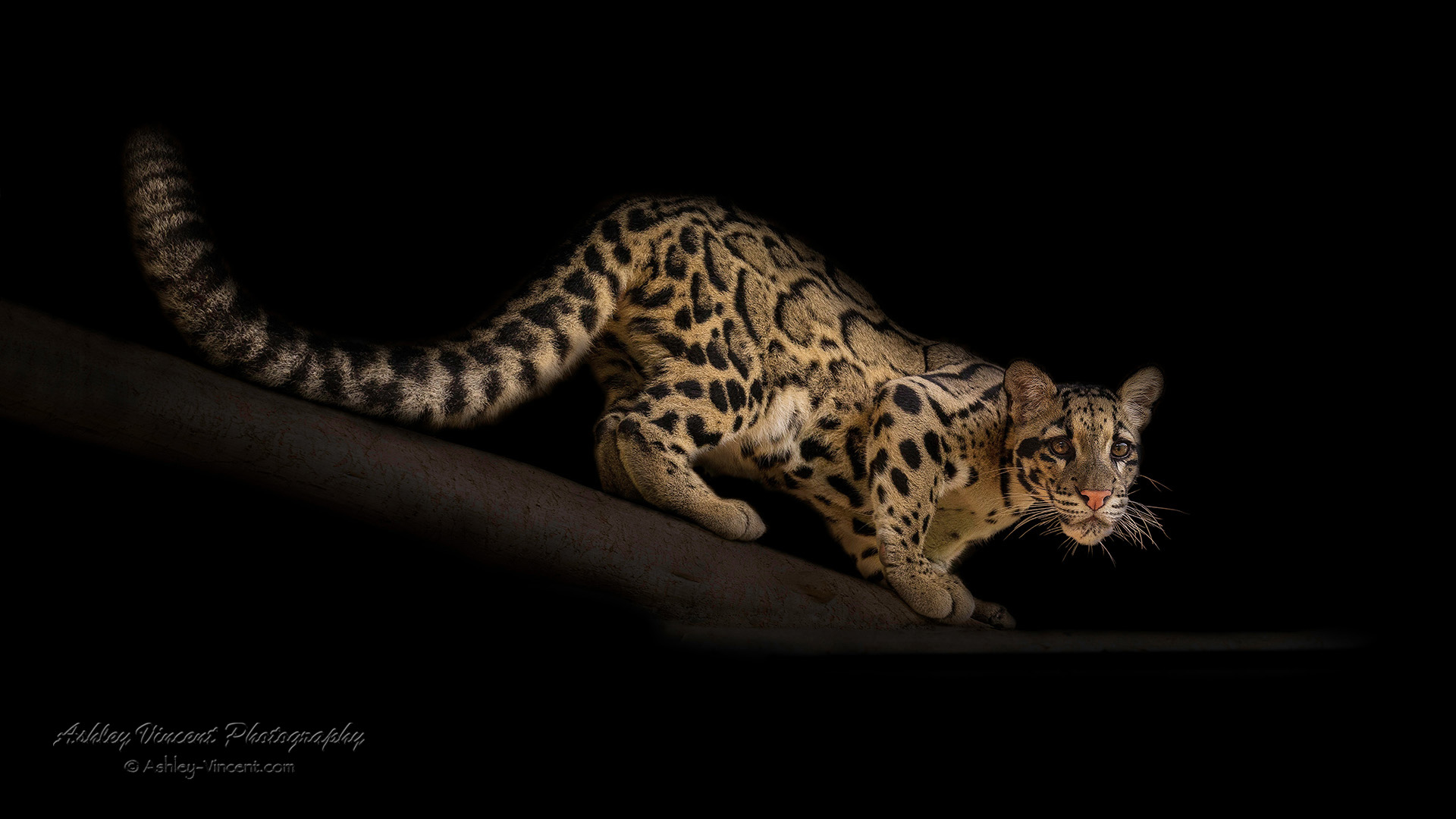 Home - Ashley Vincent