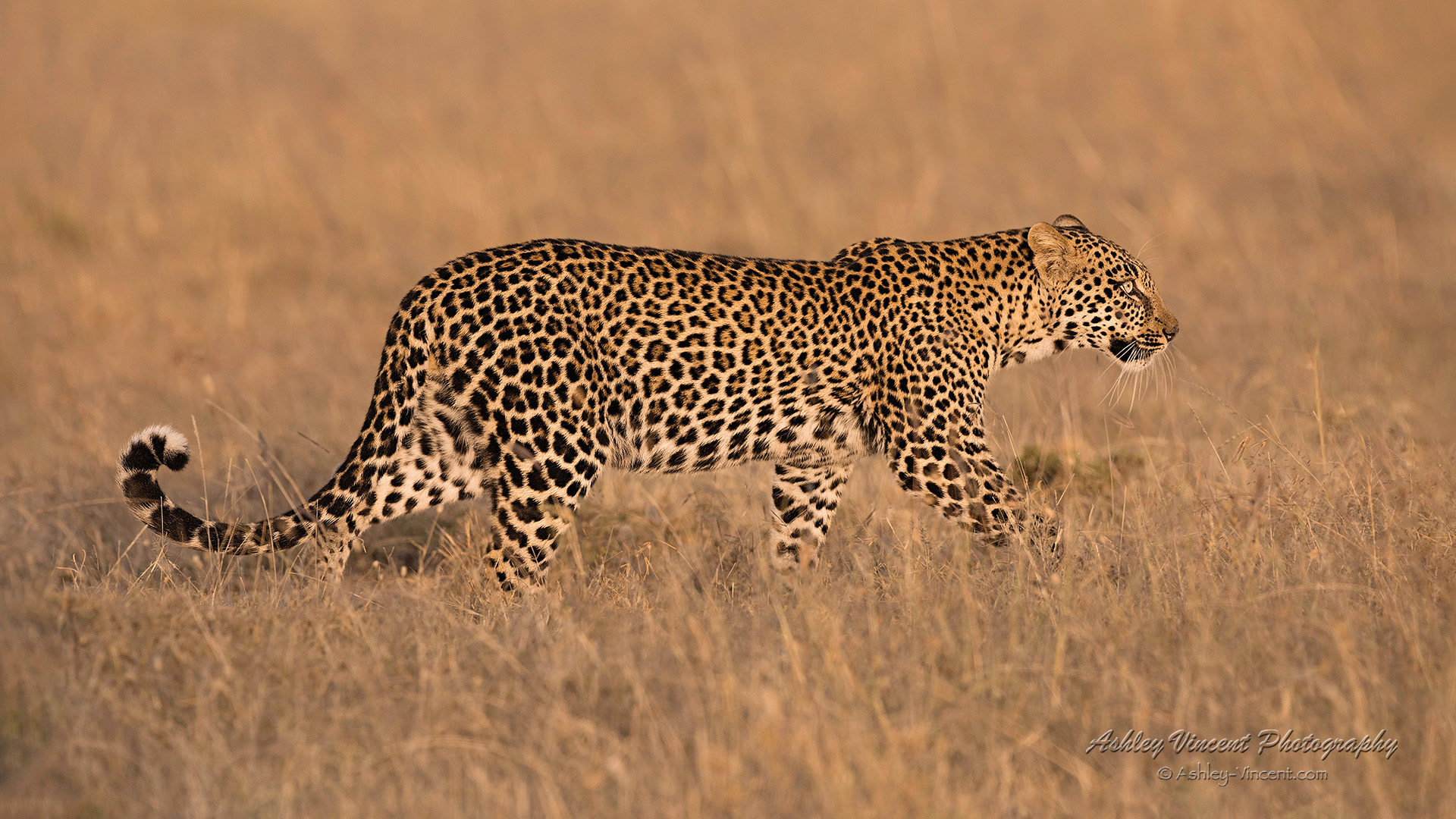 Home - Ashley Vincent
