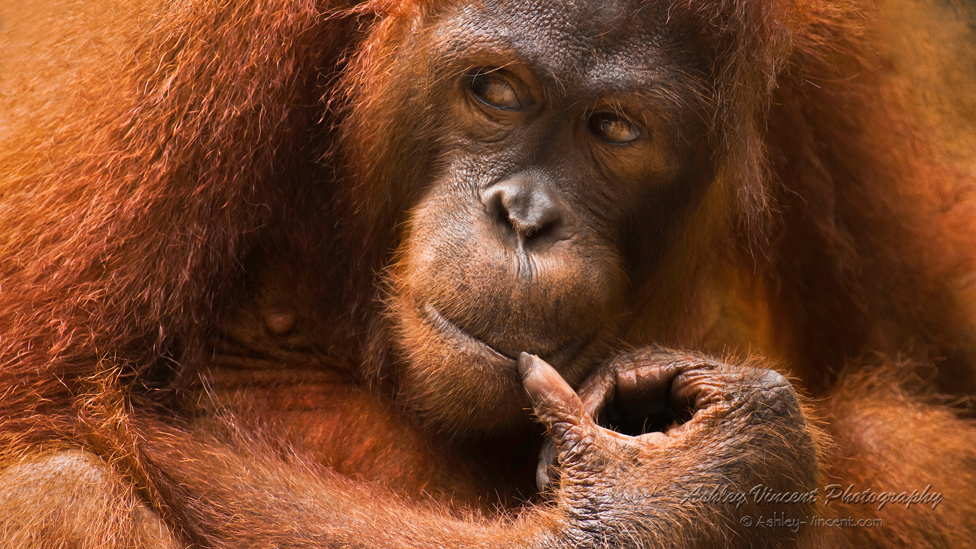 Home - Ashley Vincent